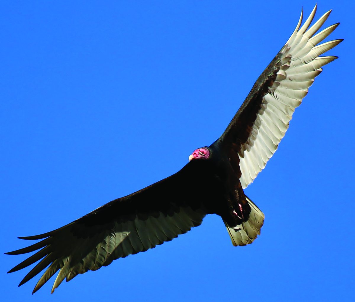 Return of the turkey vulture – Mount Ayr Record News